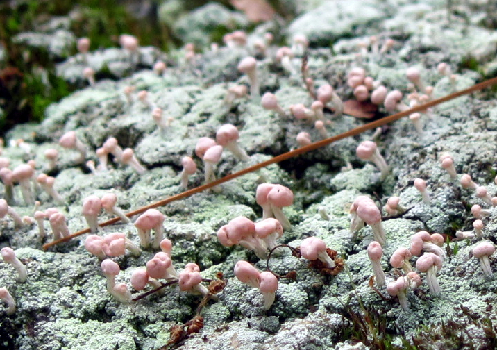 +100 Pink Things in Nature: Plants, Animals and Minerals - Eggradients.com