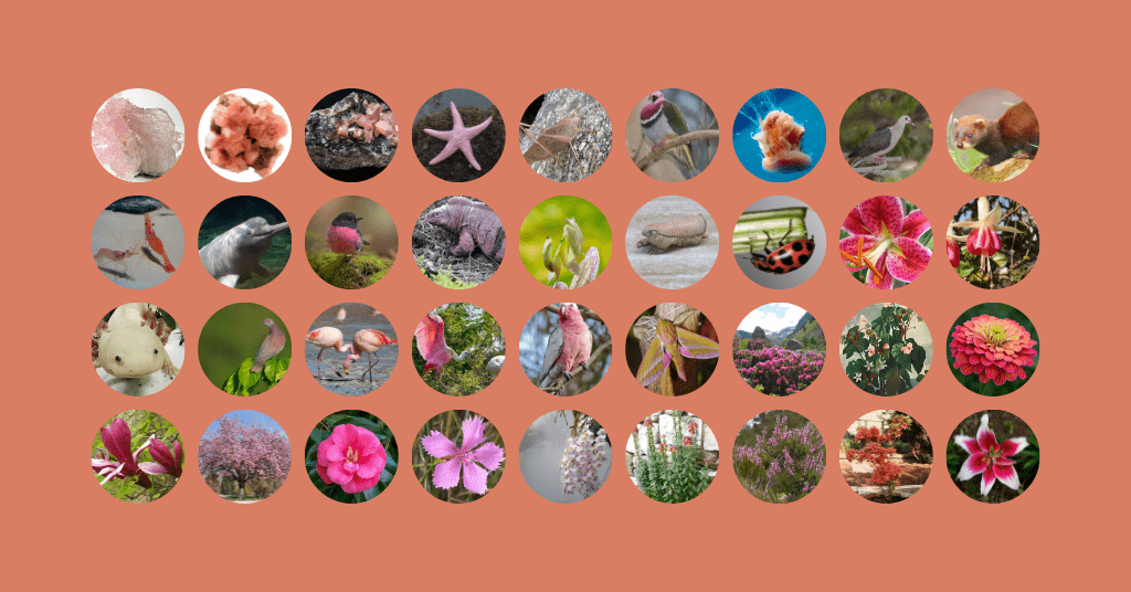 +100 Pink Things in Nature: Plants, Animals and Minerals - Eggradients.com