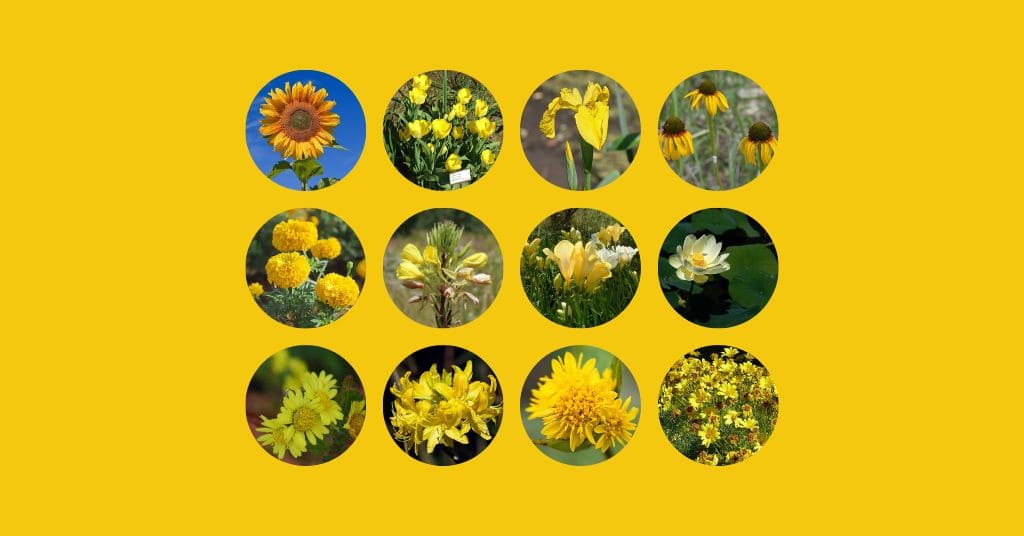 Yellow Things: +100 Wonders of Nature Carrying the Color of the Sun ...