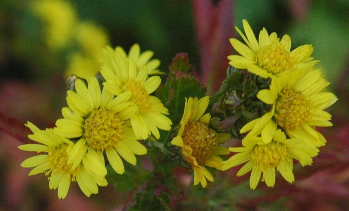 Yellow Things: +100 Wonders of Nature Carrying the Color of the Sun ...