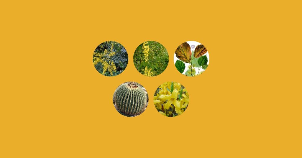 Yellow Things: +100 Wonders of Nature Carrying the Color of the Sun ...