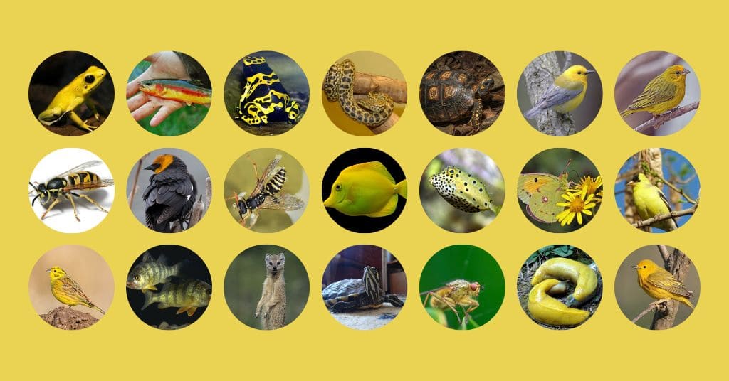 Yellow Things: +100 Wonders of Nature Carrying the Color of the Sun ...