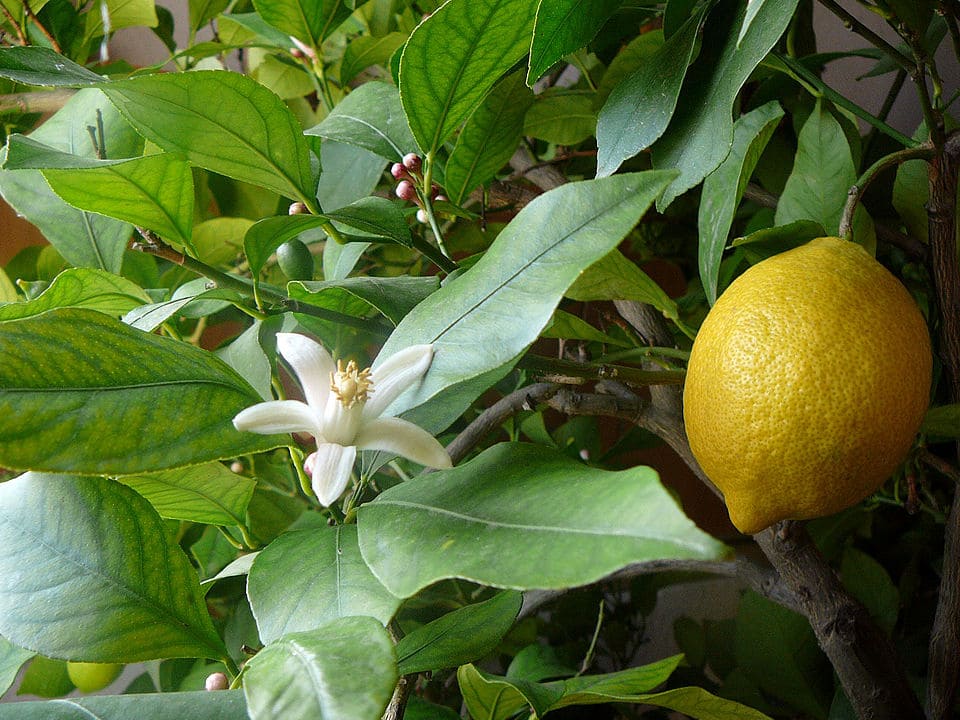 Yellow Things: +100 Wonders of Nature Carrying the Color of the Sun ...