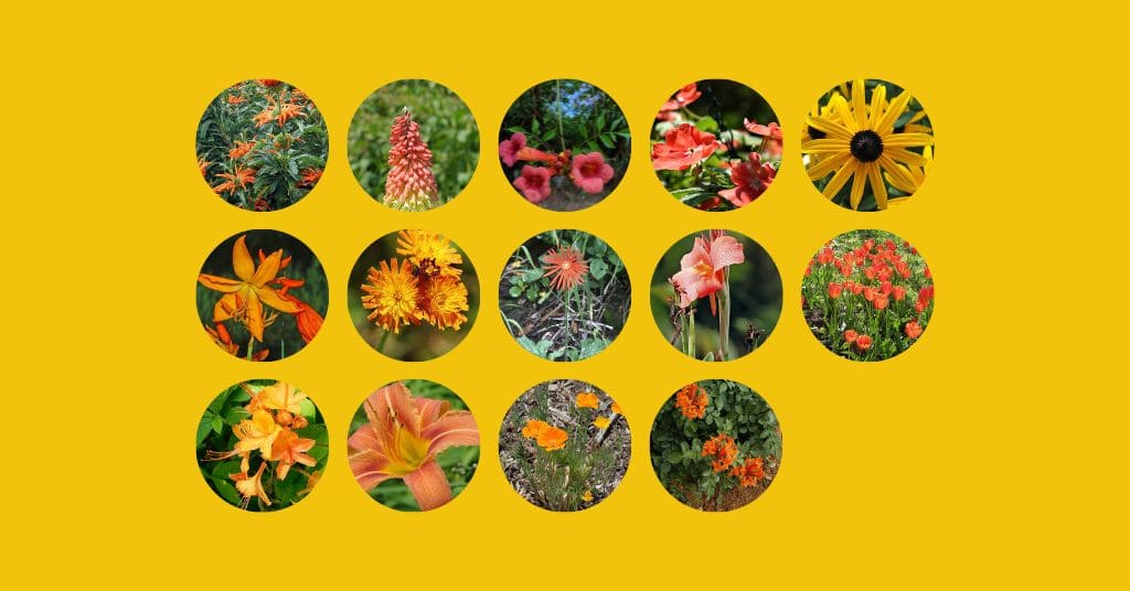 +90 Orange Things: A Glamorous Journey in Nature's Mandarin Tones ...