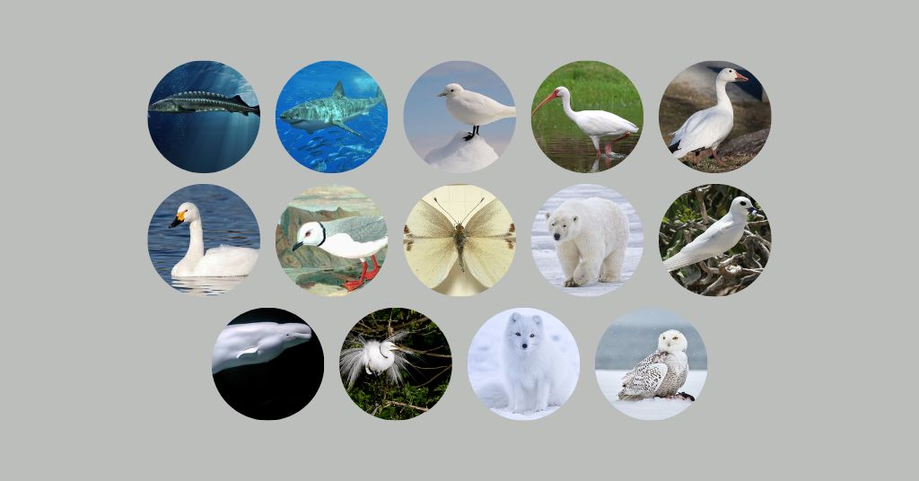 White Things Around Us: 110 Natural Objects to Spark Your Curiosity ...