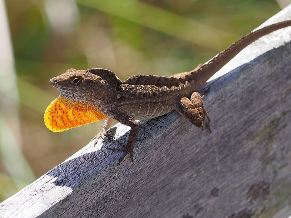 +100 Brown Things in Nature: An Extensive Exploration - Eggradients.com