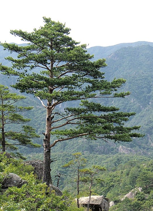 +100 Brown Things in Nature: An Extensive Exploration - Eggradients.com