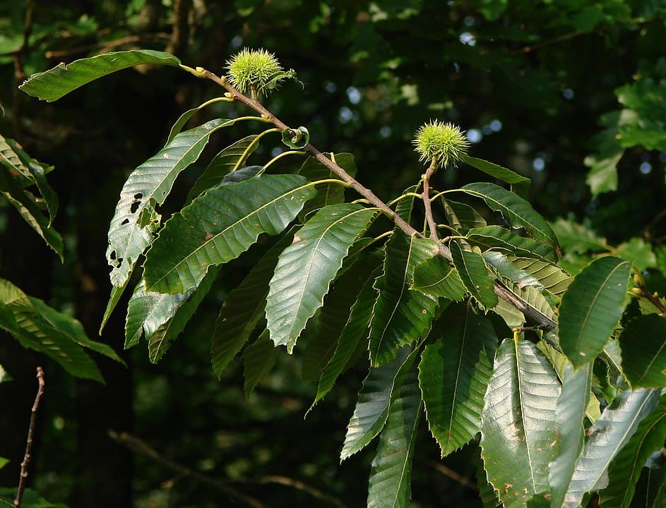 +100 Brown Things in Nature: An Extensive Exploration - Eggradients.com