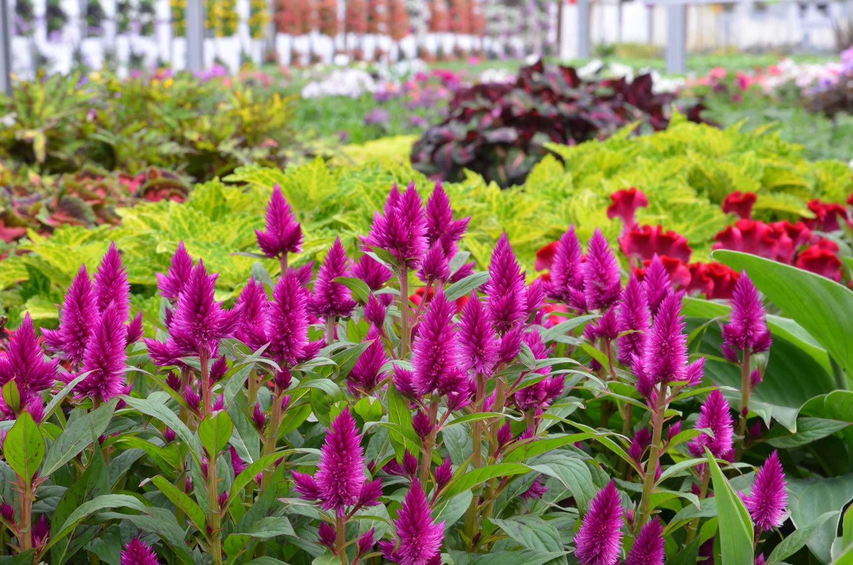 Celosia Intenz Classic | Floral Acres