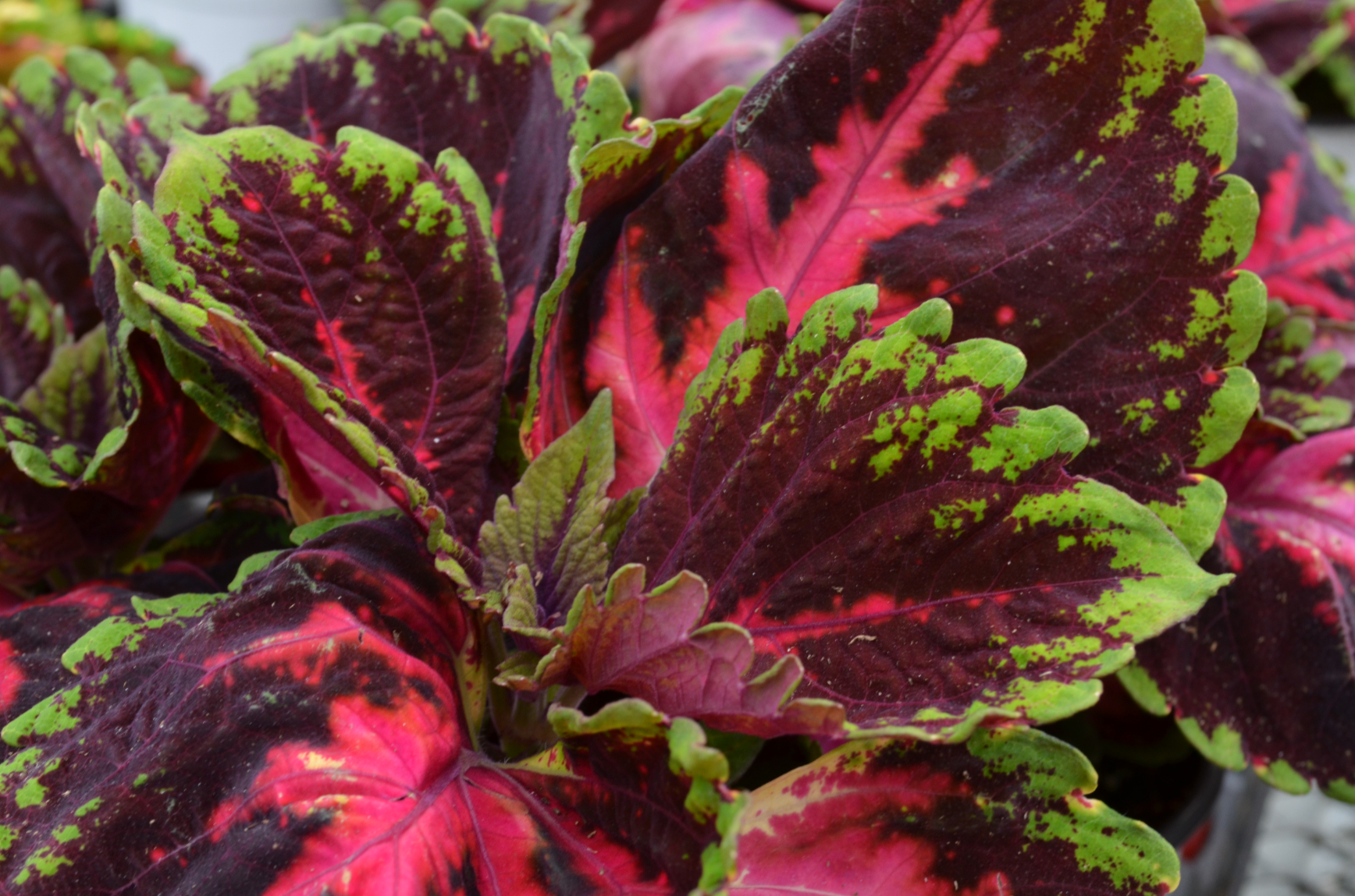 Coleus Fairway Rose | Floral Acres