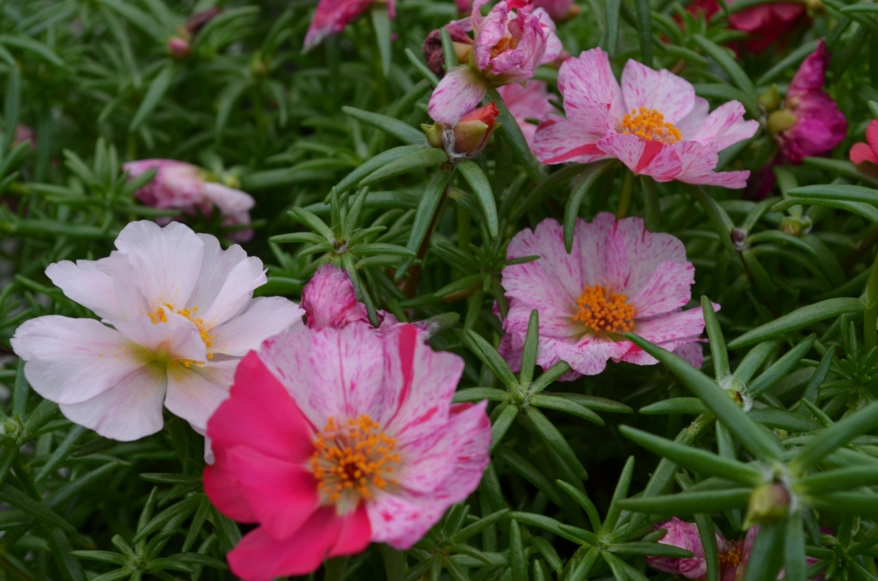 Portulaca Colorblast Pink Lady | Floral Acres