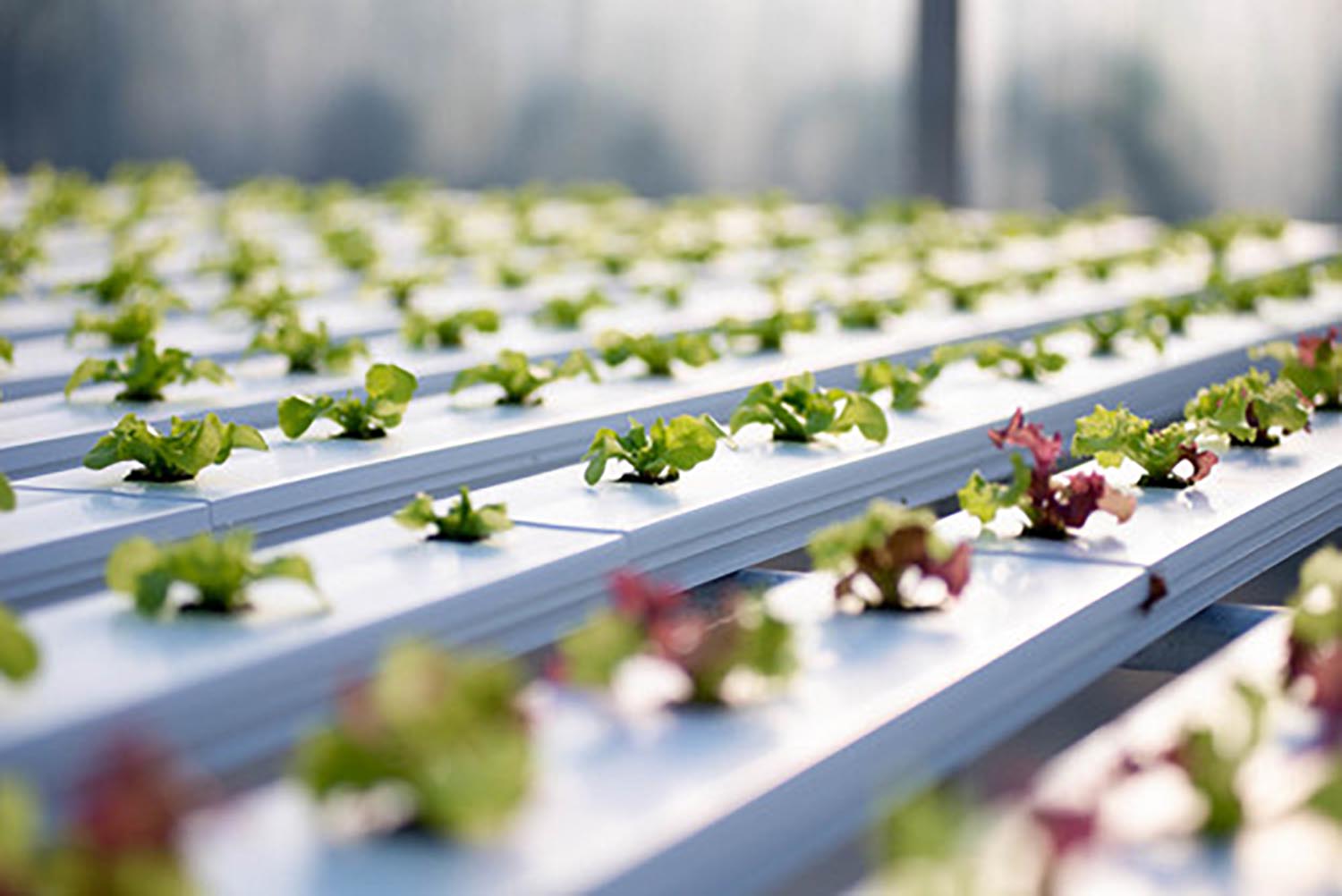 Hydroponics… How do you Grow?