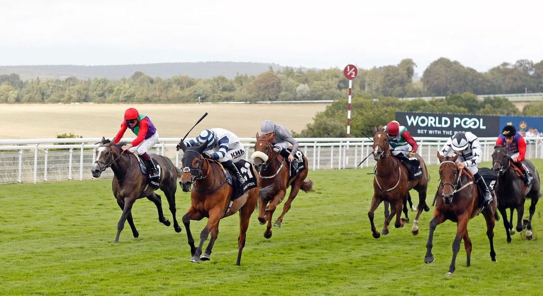 Home | Jamie Osborne - Bespoke Racehorse Trainer