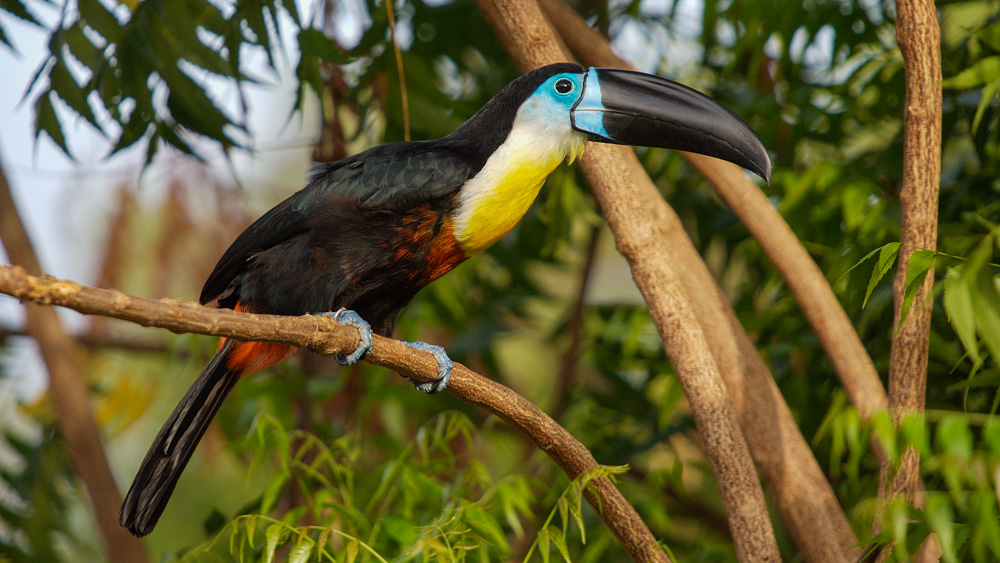Point Radix Mayaro, Point Radix Trinidad