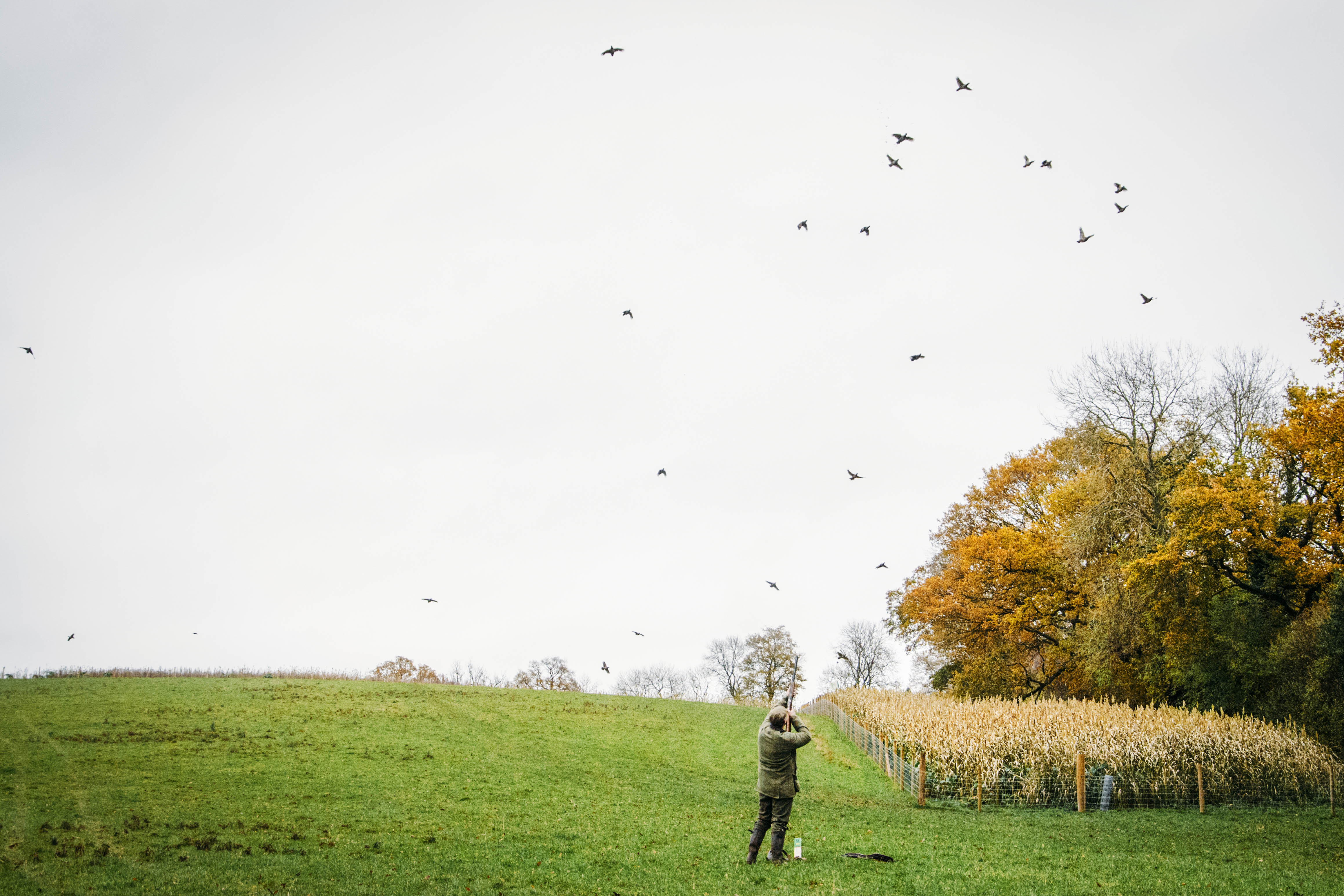 Game shooting season, UK - Pheasant, Partridge, Duck