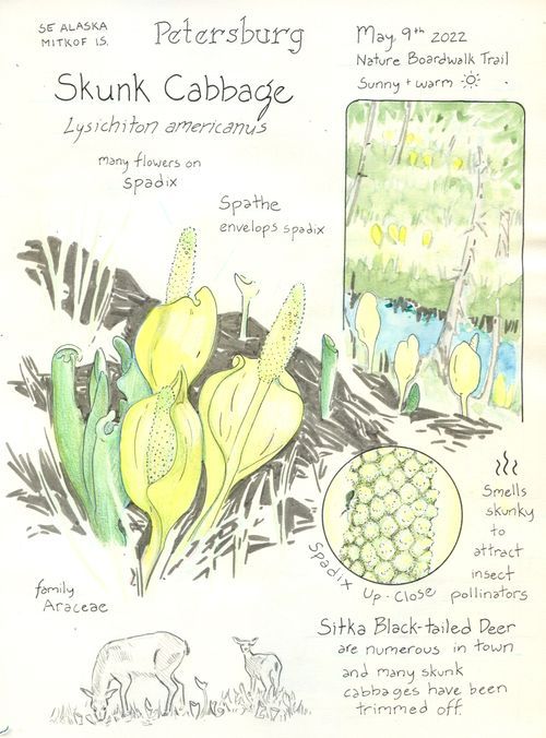 Kim's Nature Drawings