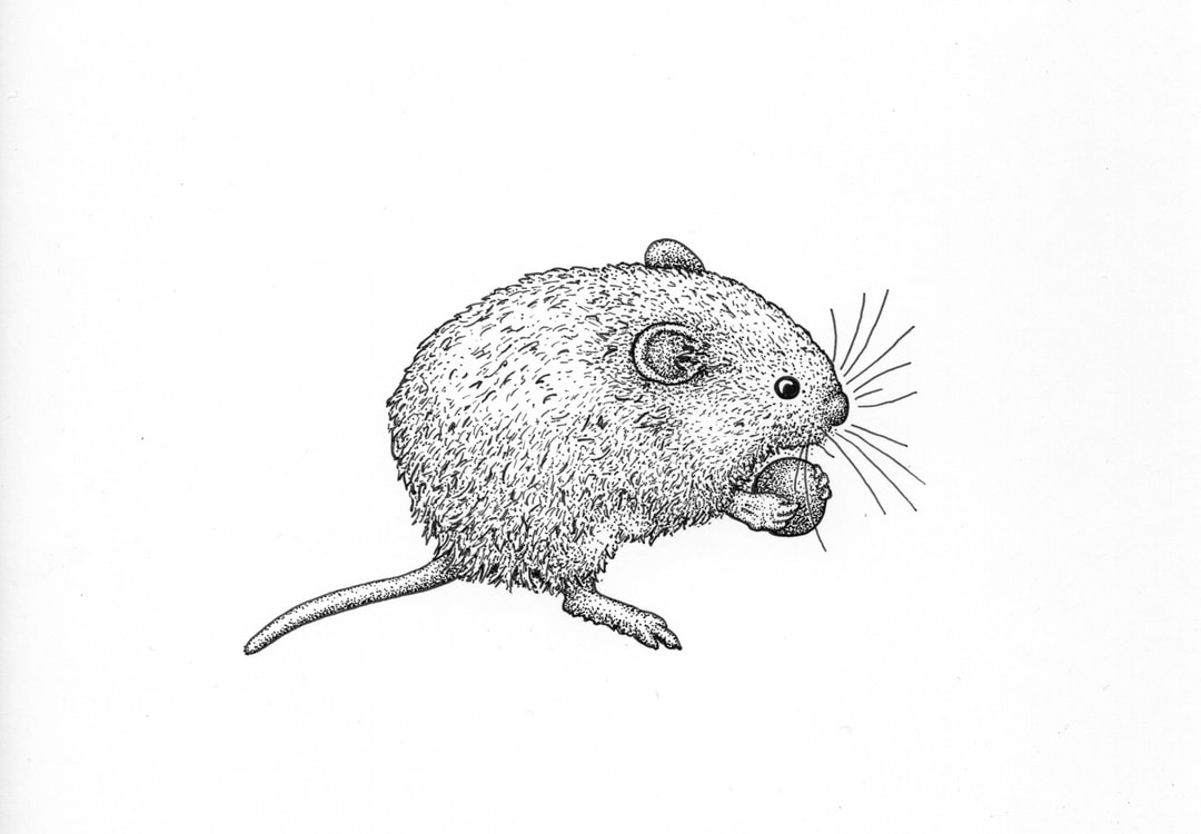 Birds and Animals — Drawings