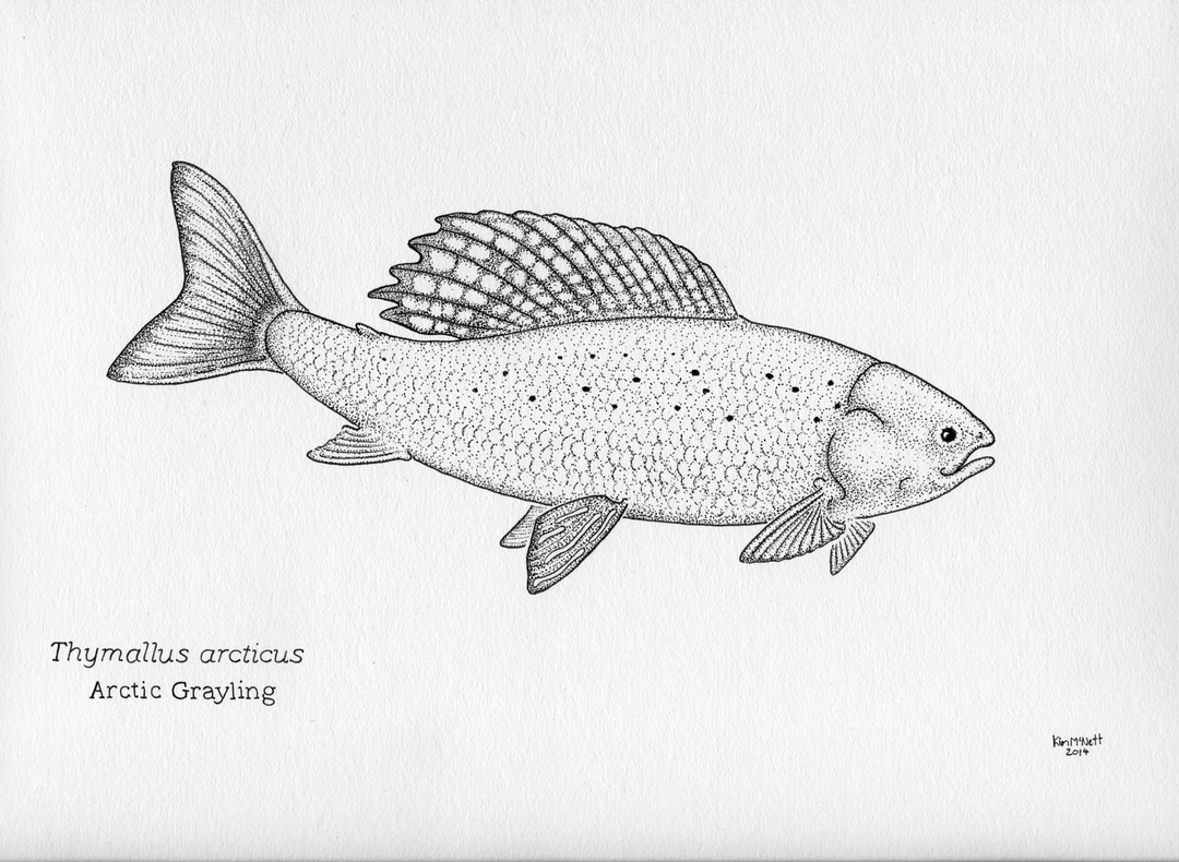Marine and Aquatic Life — Drawings