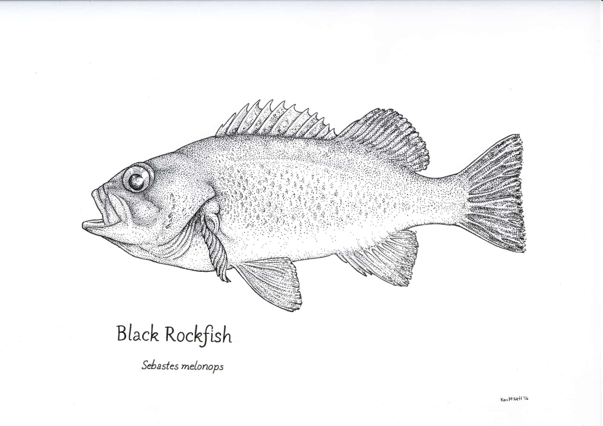 Marine and Aquatic Life — Drawings