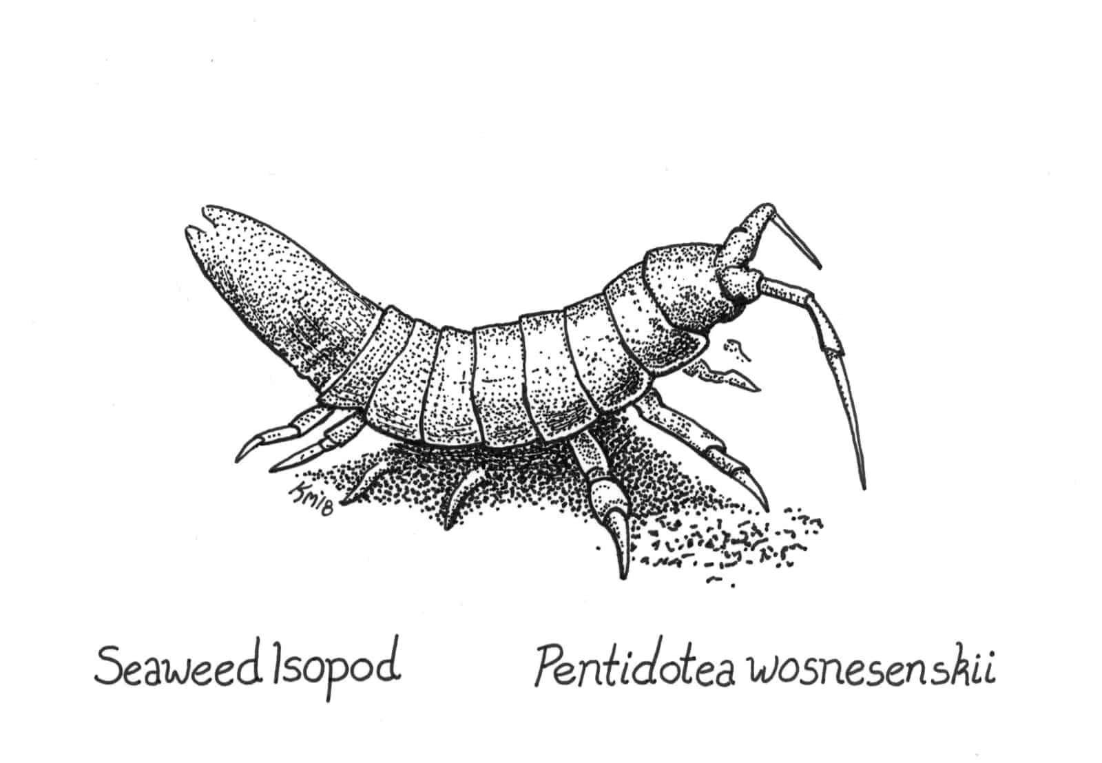 Marine and Aquatic Life — Drawings