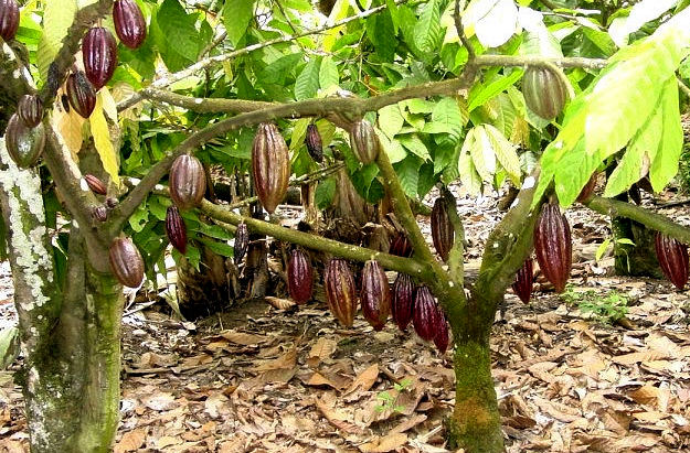 How Chocolate Is Made