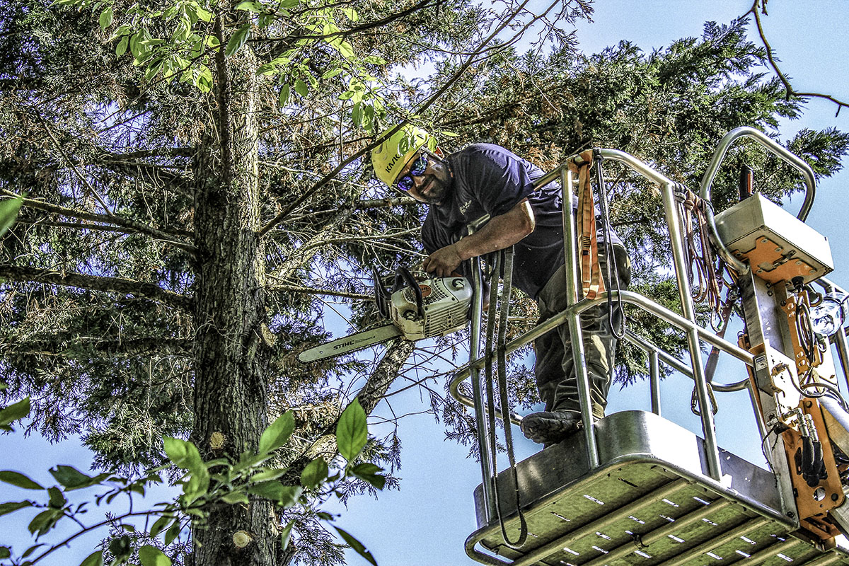 Tree Services | Coatesville | The Tree Connection