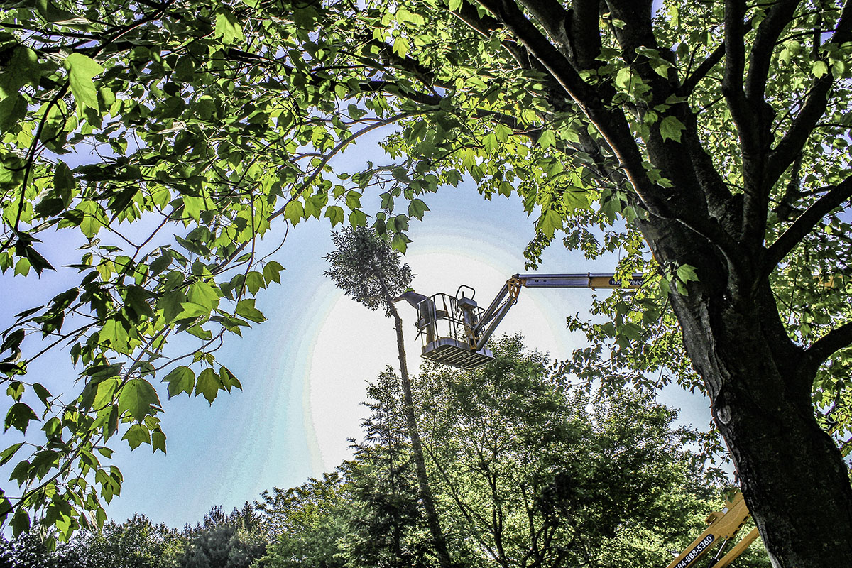Tree Services | Coatesville | The Tree Connection