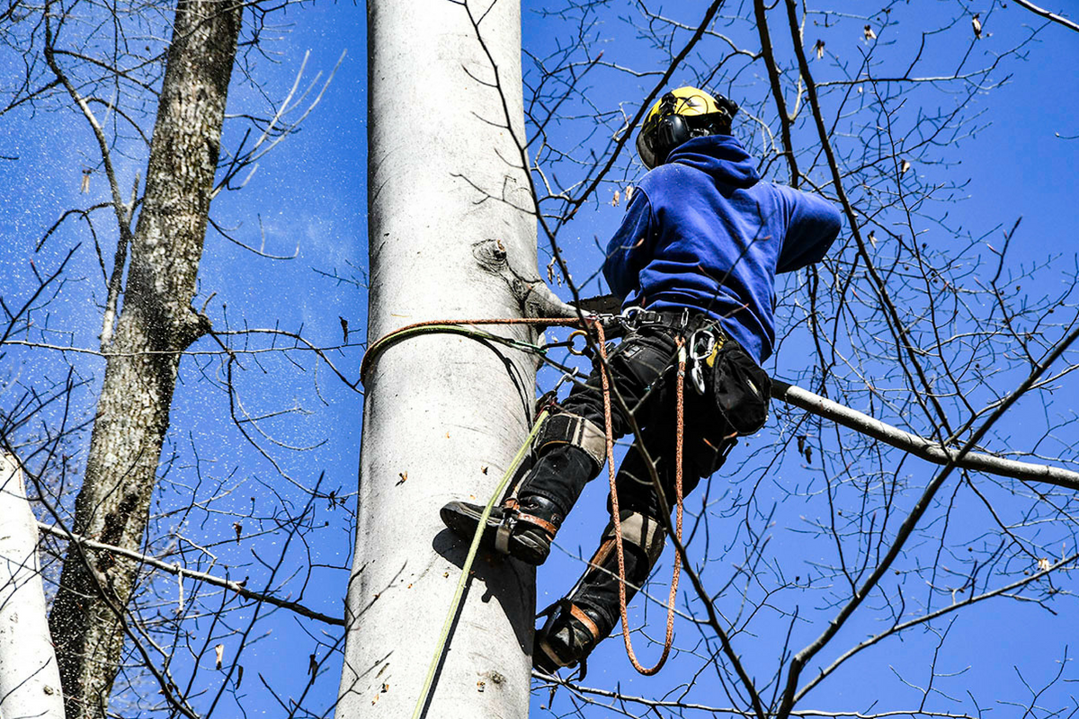 Tree Services | Coatesville | The Tree Connection