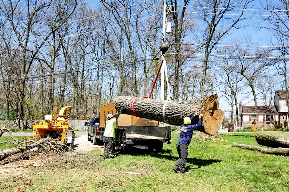 Tree Services | Coatesville | The Tree Connection