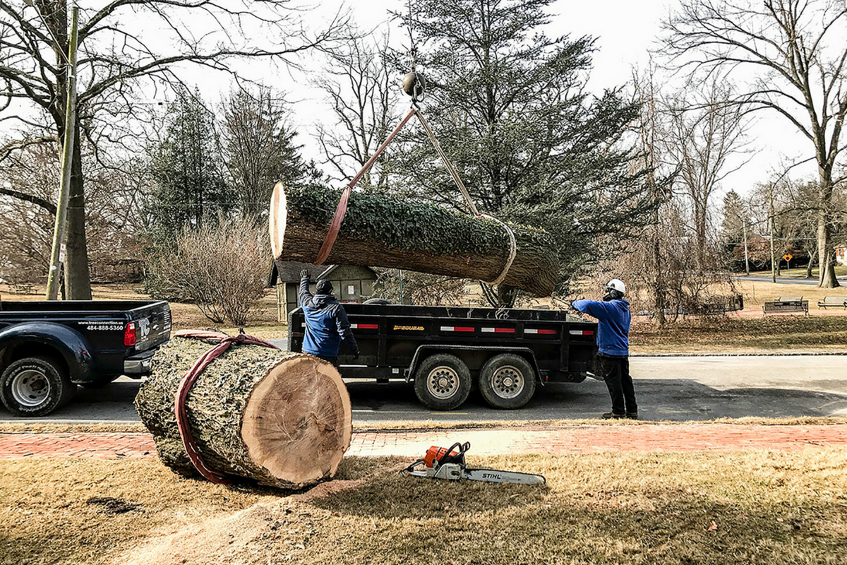 Tree Services | Coatesville | The Tree Connection