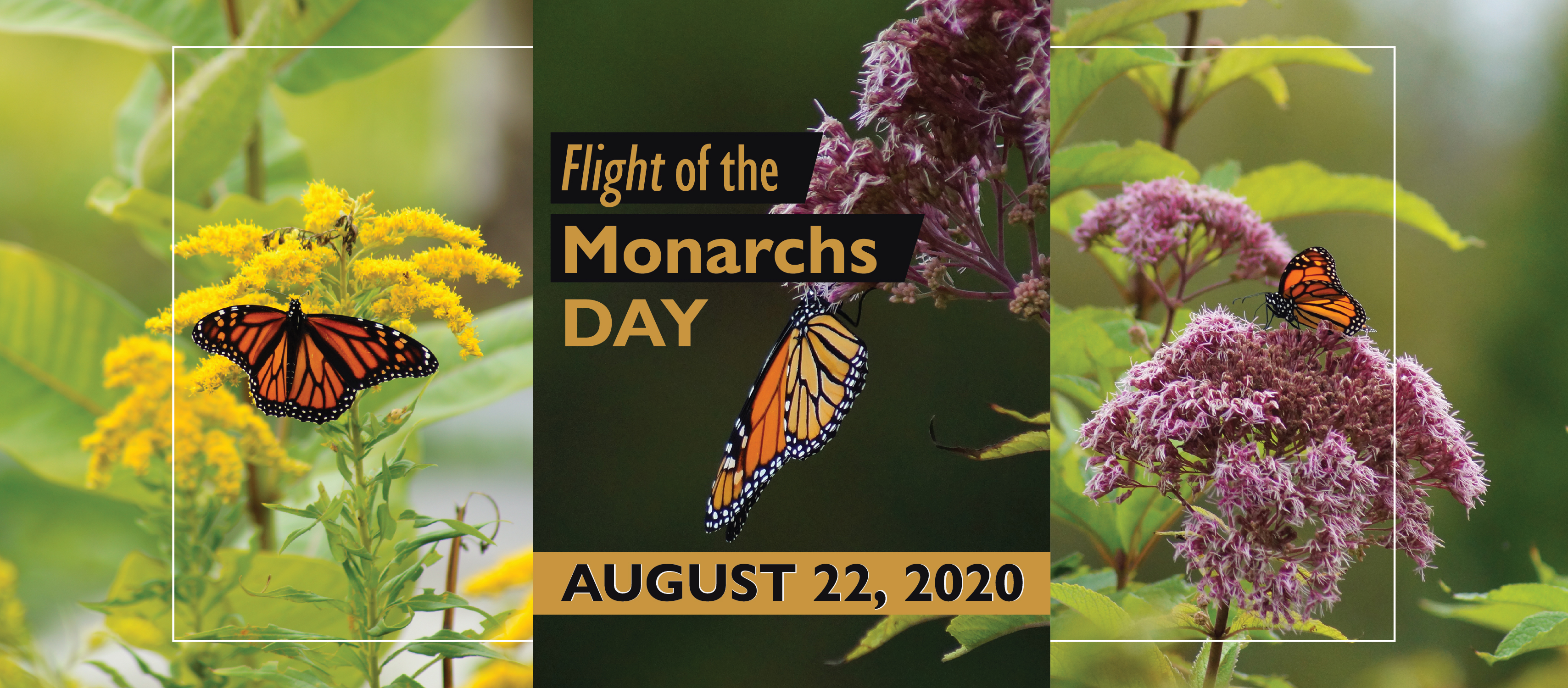 Flight of the Monarchs Day — Congratulations to Our Winners!