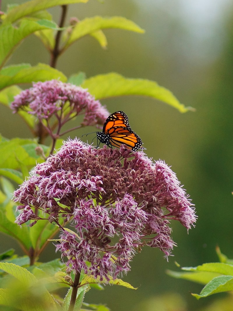 Flight of the Monarchs