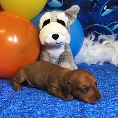 Mini Dachshund Pups