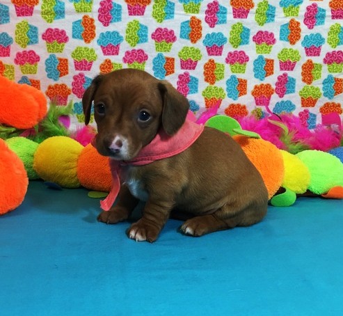 Mini Dachshund Pups