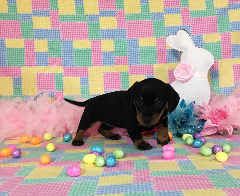 Mini Dachshund Pups