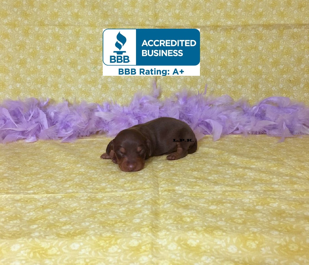 Mini Dachshund Pups