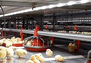 Climatec Systems | Poultry Lighting | Specialists in poultry equipment