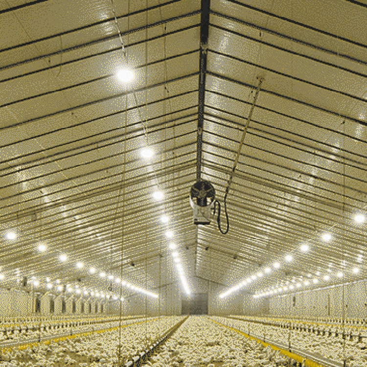 Climatec Systems |A.L.L LED | Hato Poultry Lighting | Specialists in ...