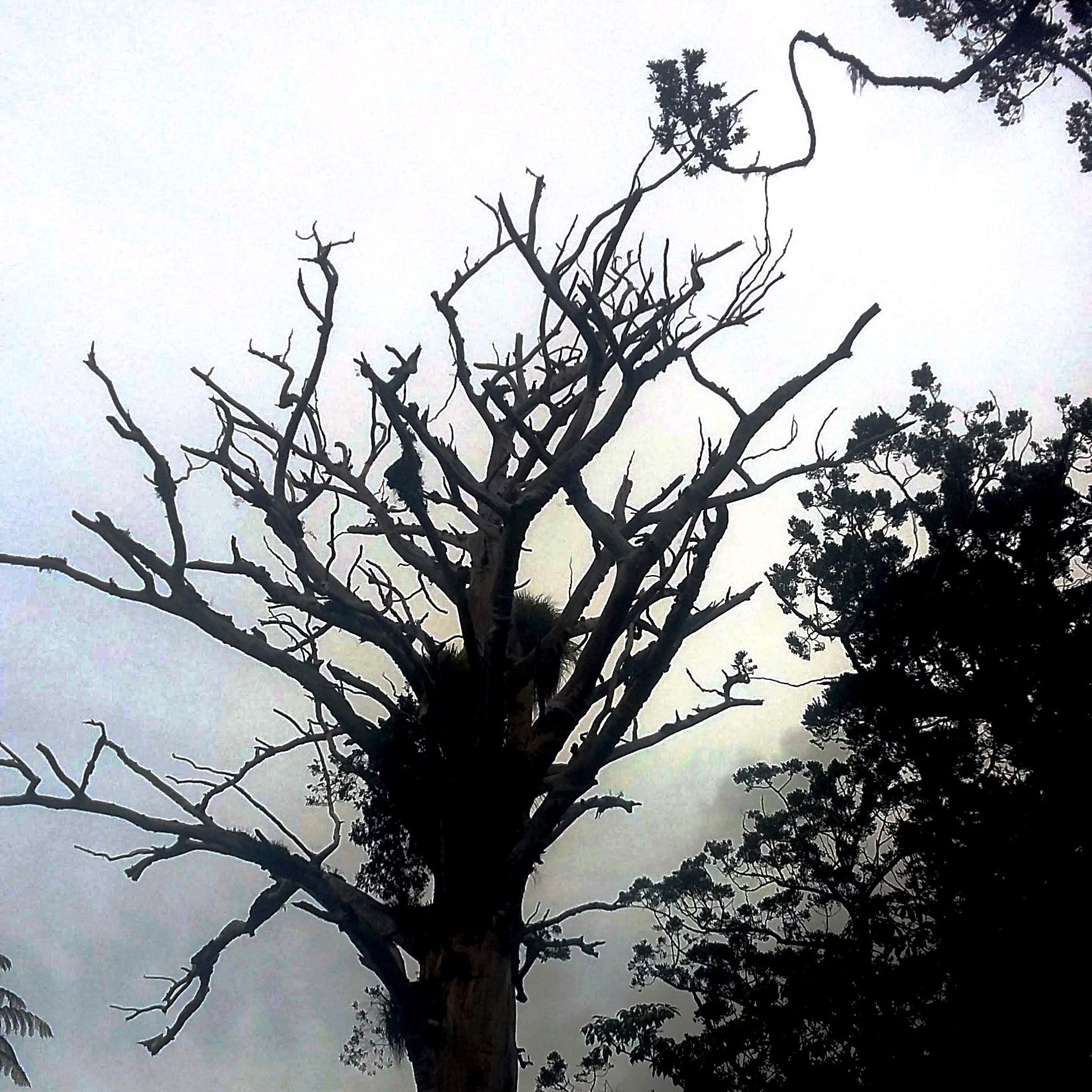 Saving the Trees of Australia and New Zealand from 'The Great Dieback ...