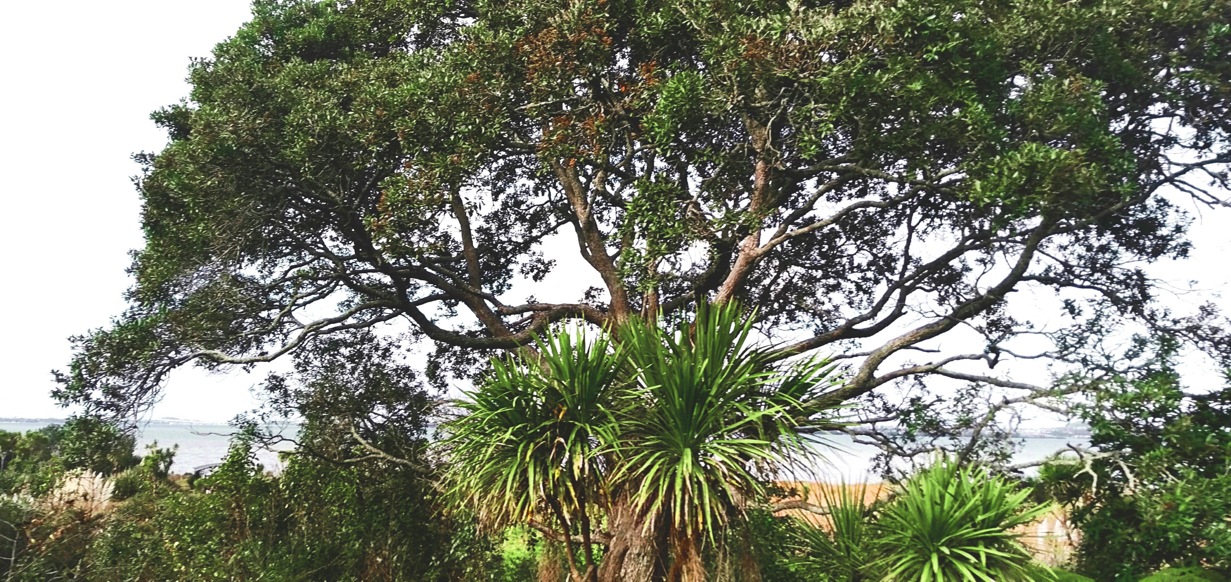 The Peninsula of the Dawn: Te Atatū and its living mudflats - A ...