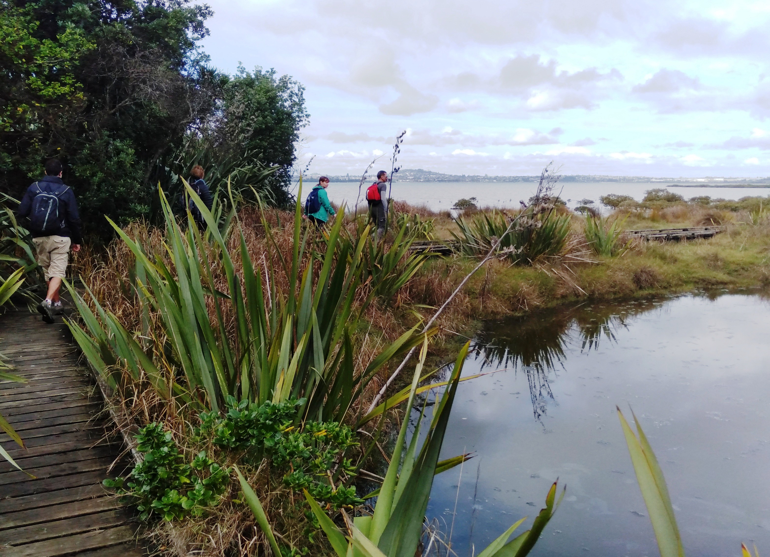 The Peninsula of the Dawn: Te Atatū and its living mudflats - A ...