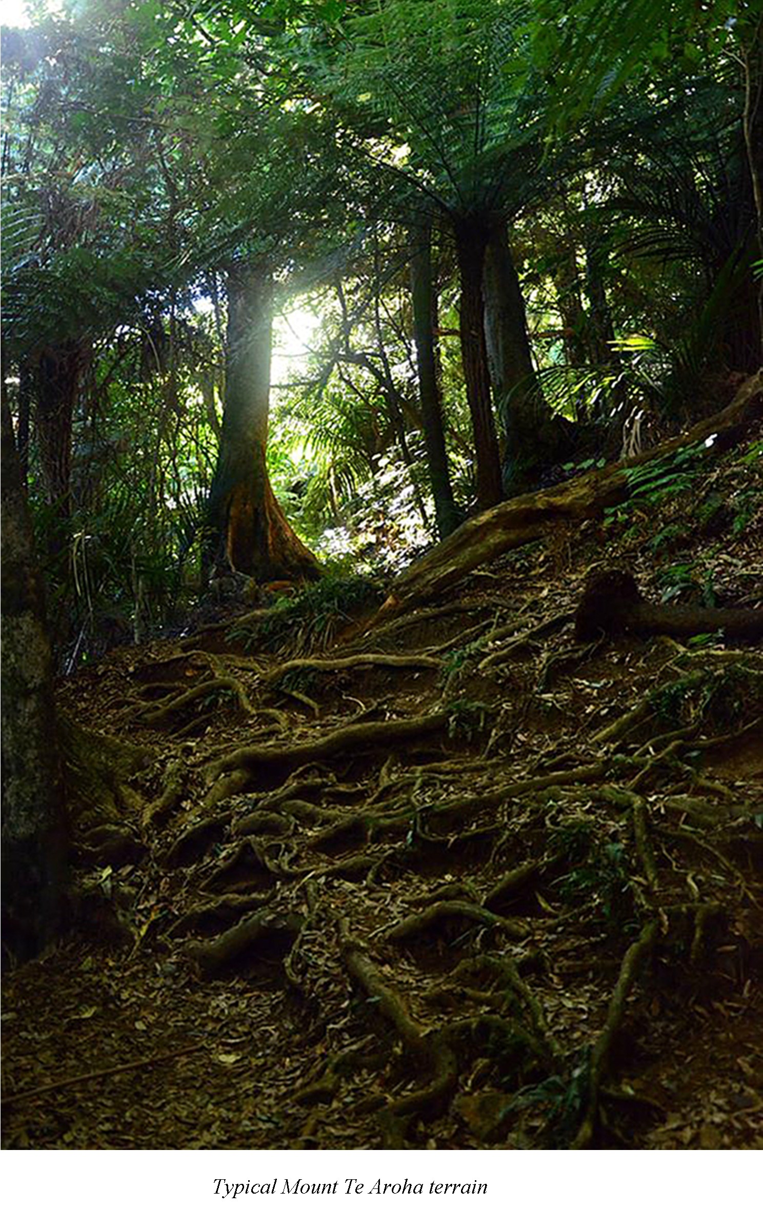 The Kaimai Range of New Zealand: From Mount Te Aroha to Hobbiton - A ...