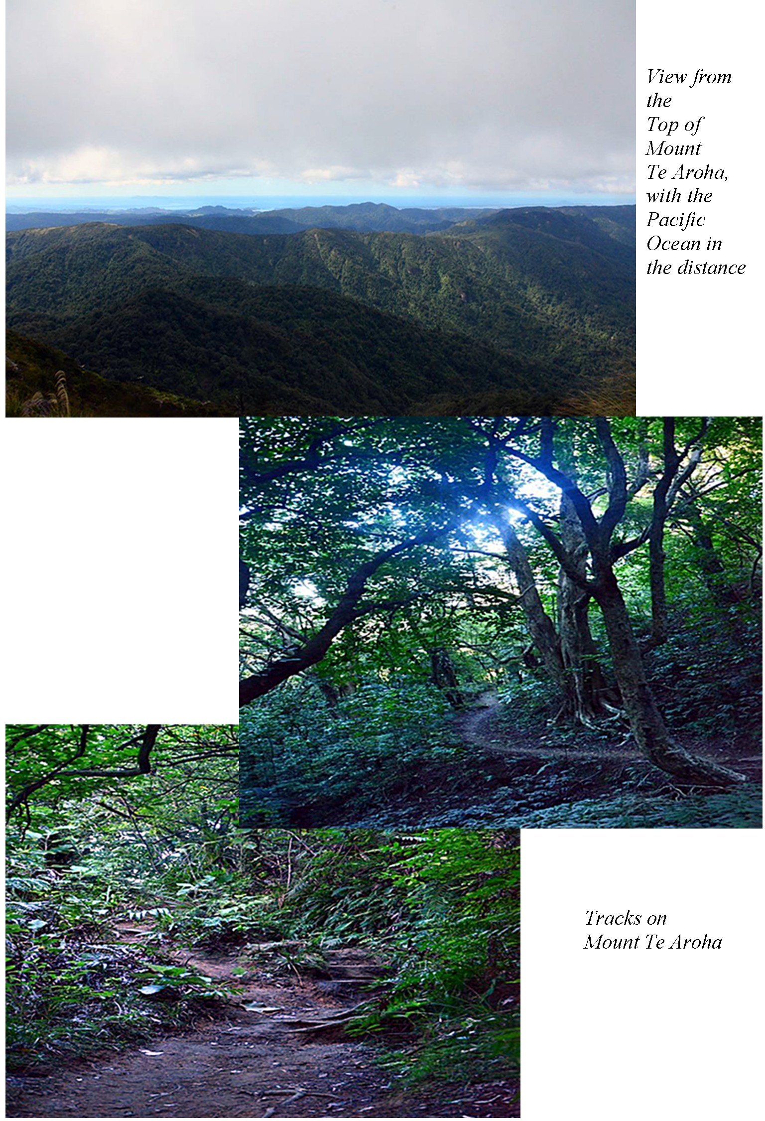 The Kaimai Range of New Zealand: From Mount Te Aroha to Hobbiton - A ...