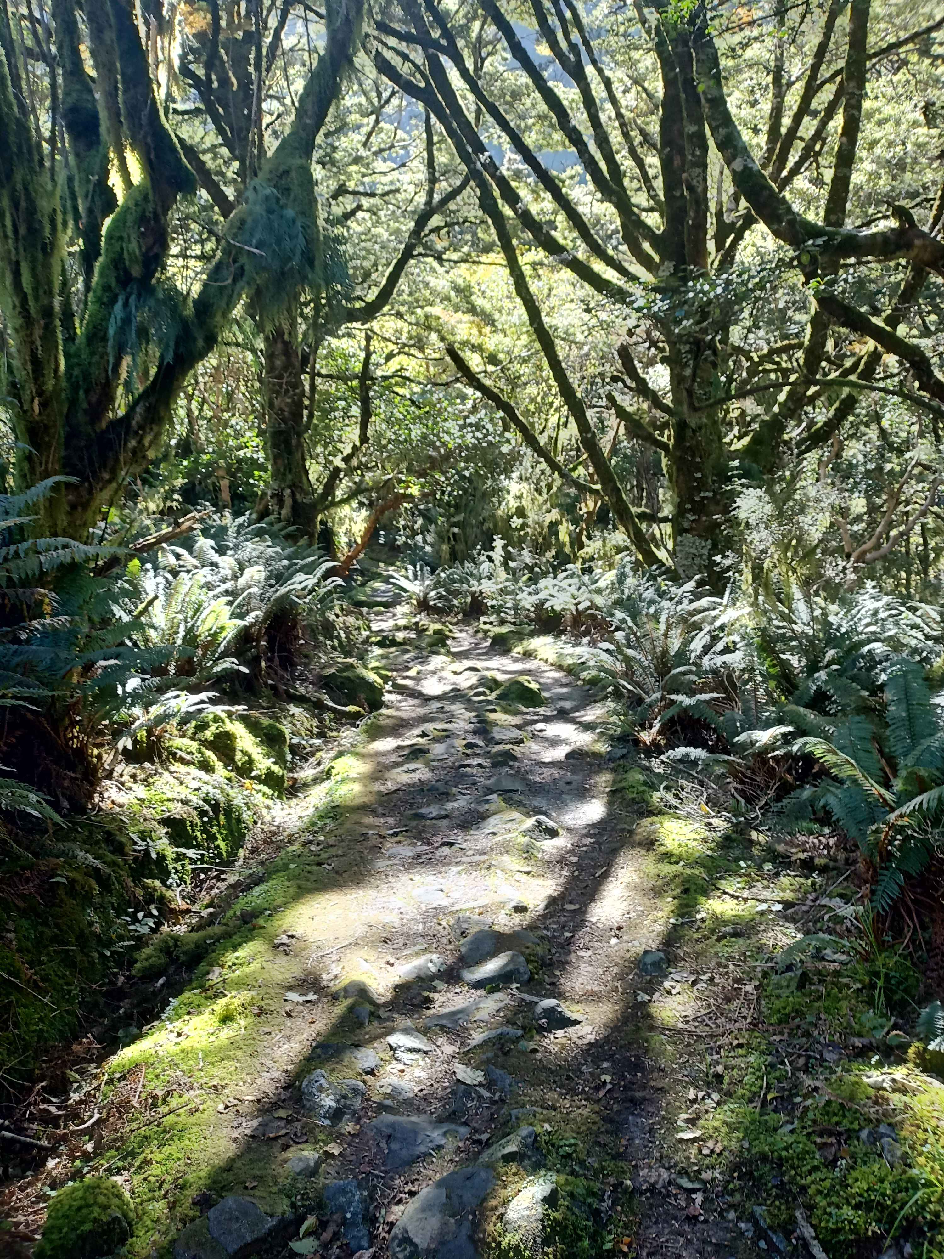 The Milford Track Revisited - A Maverick Traveller