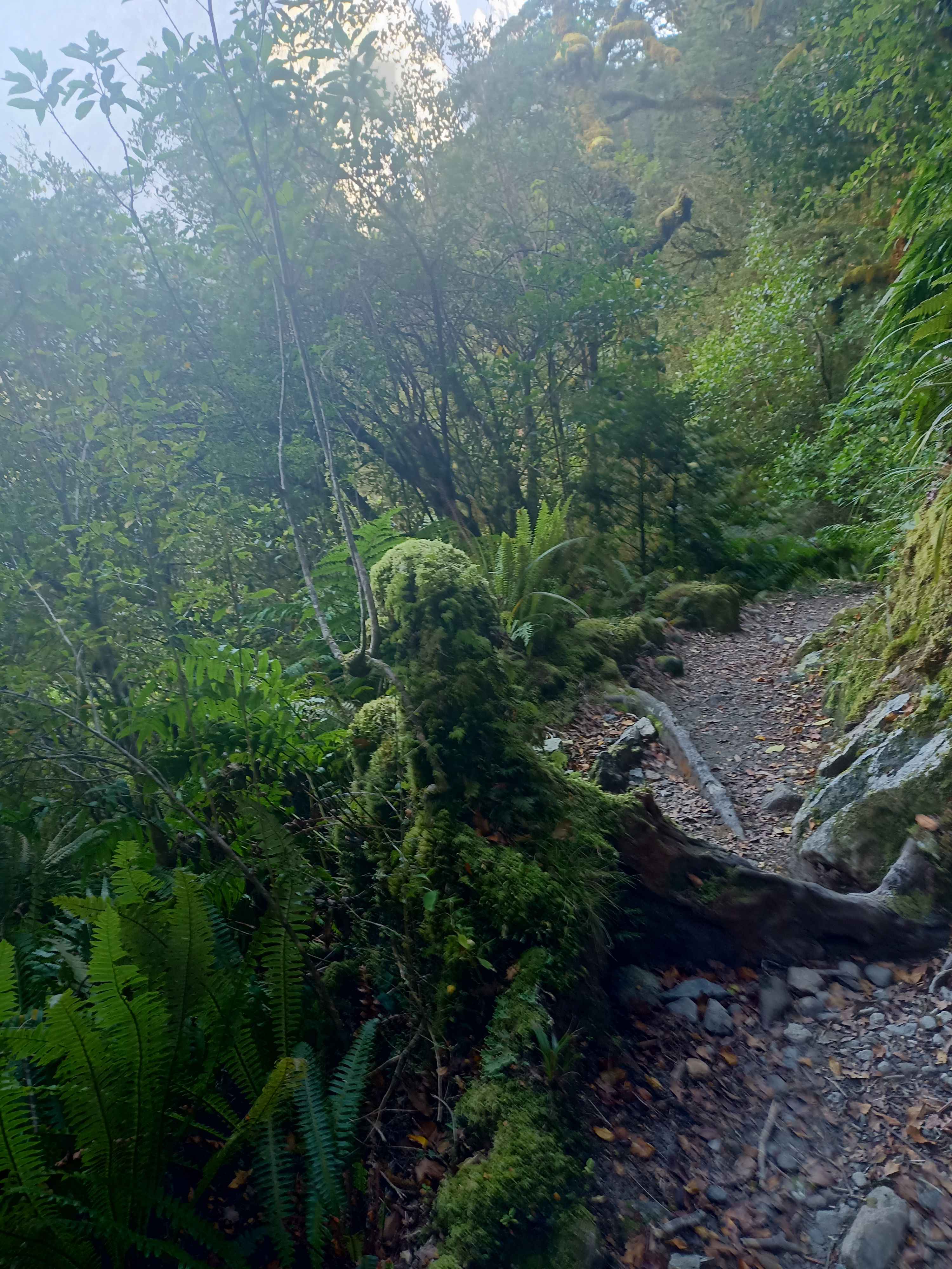 The Milford Track Revisited - A Maverick Traveller