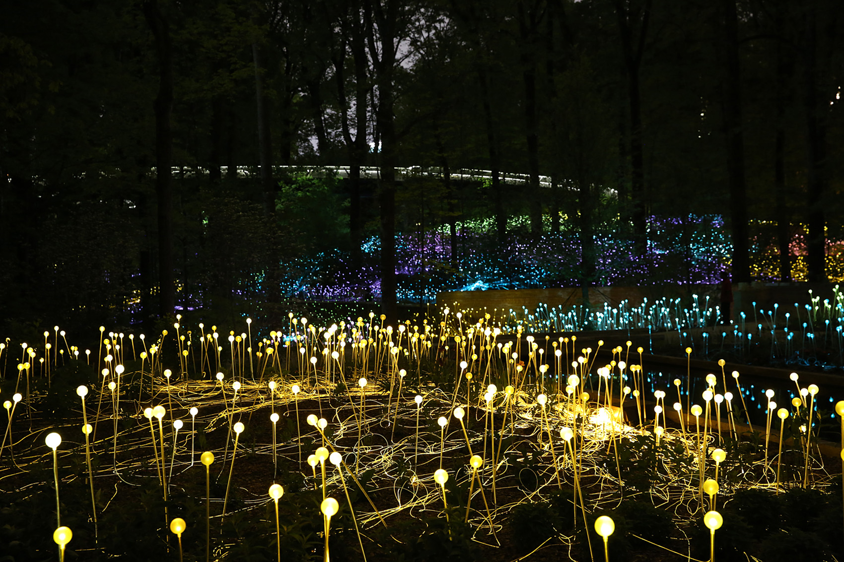Field of Light: Avenue of Honour | 16,000 lights shine in honour of the ...
