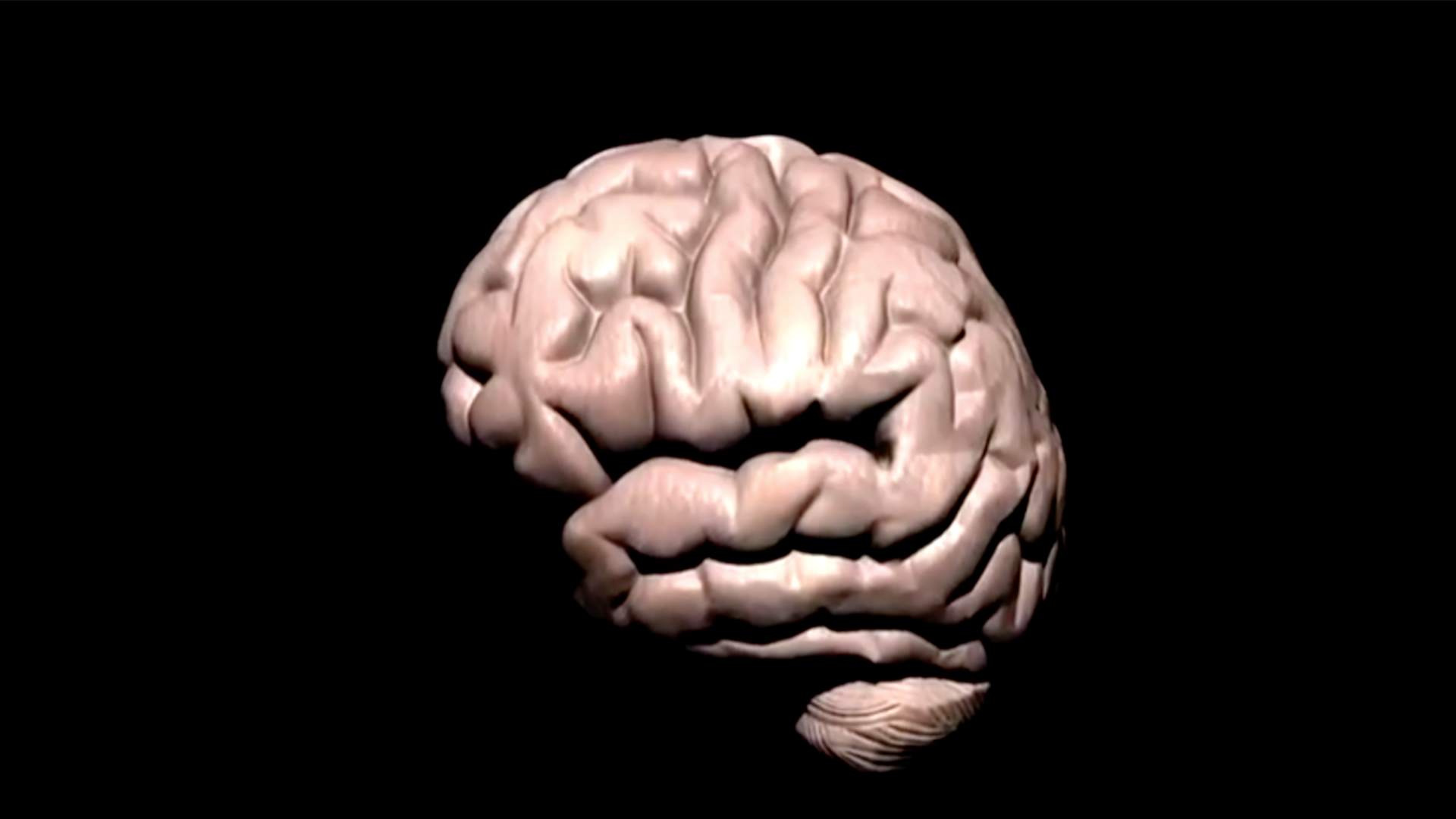 Gray Matters: The Brain Show | The Partnership in Education