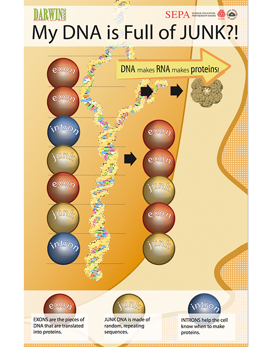Junk DNA Activity Guide | The Partnership in Education