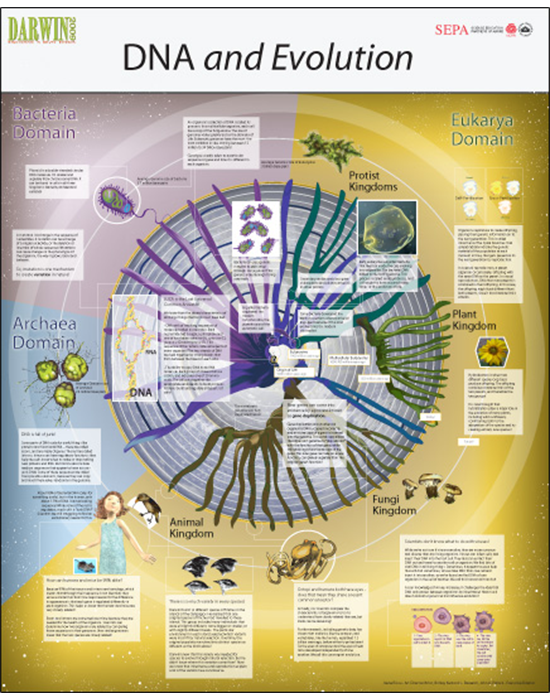 Spiral of Life IV: DNA and Evolution | The Partnership in Education