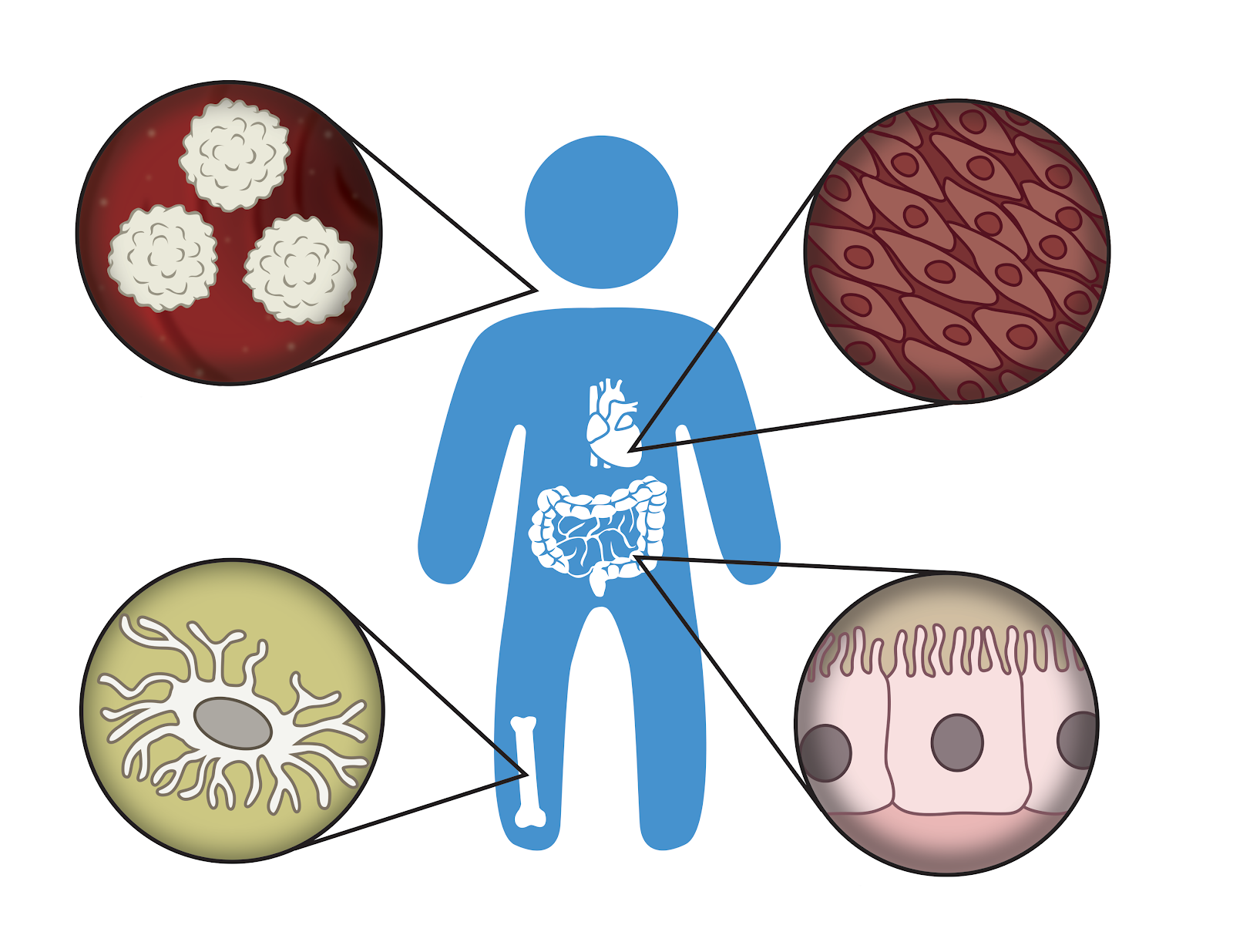 Regenerative Medicine | The Partnership in Education